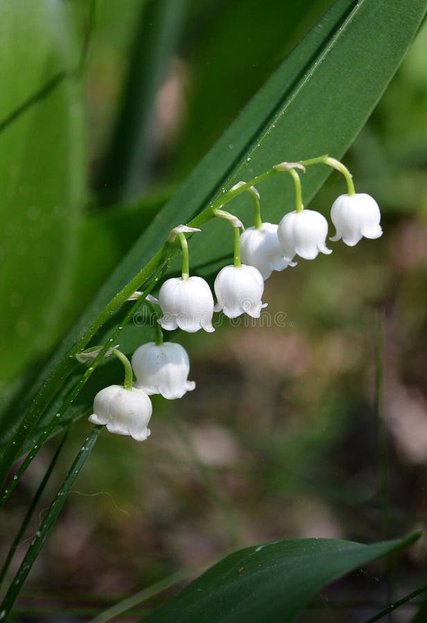 Spring flowers stock photo. Image of flowers, blossoms - 72808046