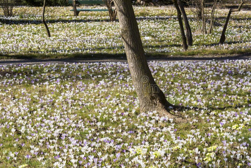 Spring Flowers Covered Ground Stock Image - Image of spring, covered ...