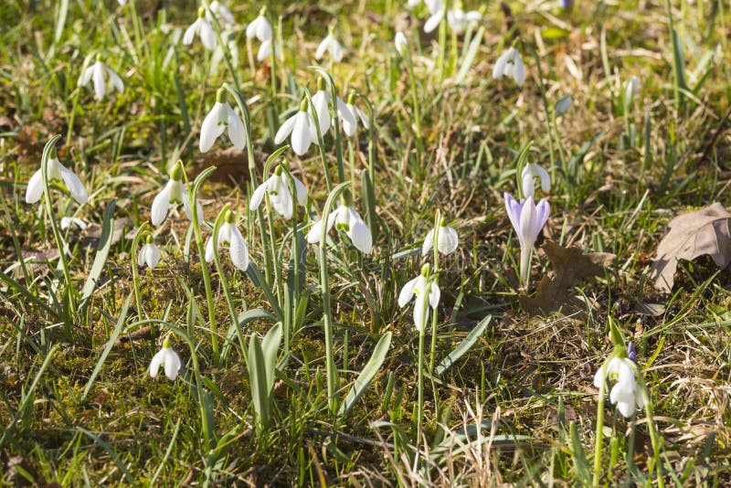 Spring Flowers Covered Ground Stock Image - Image of symbol, crocus ...