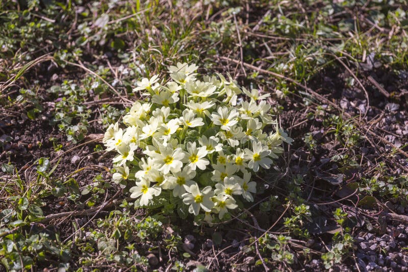 Spring Flowers Covered Ground Stock Image - Image of primrose, spring ...