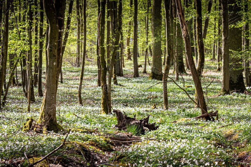 Spring Flowers Covering the Forest Floor Stock Photo - Image of scene ...
