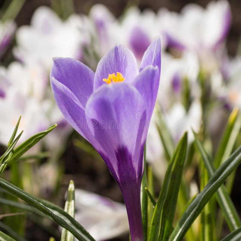 Spring flowers crocus stock photo. Image of garden, vibrant - 93365094