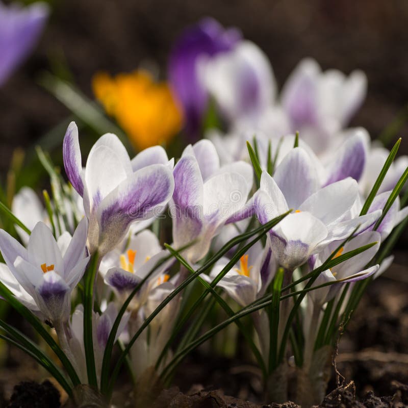 Spring flowers crocus stock image. Image of natural, field - 95270335