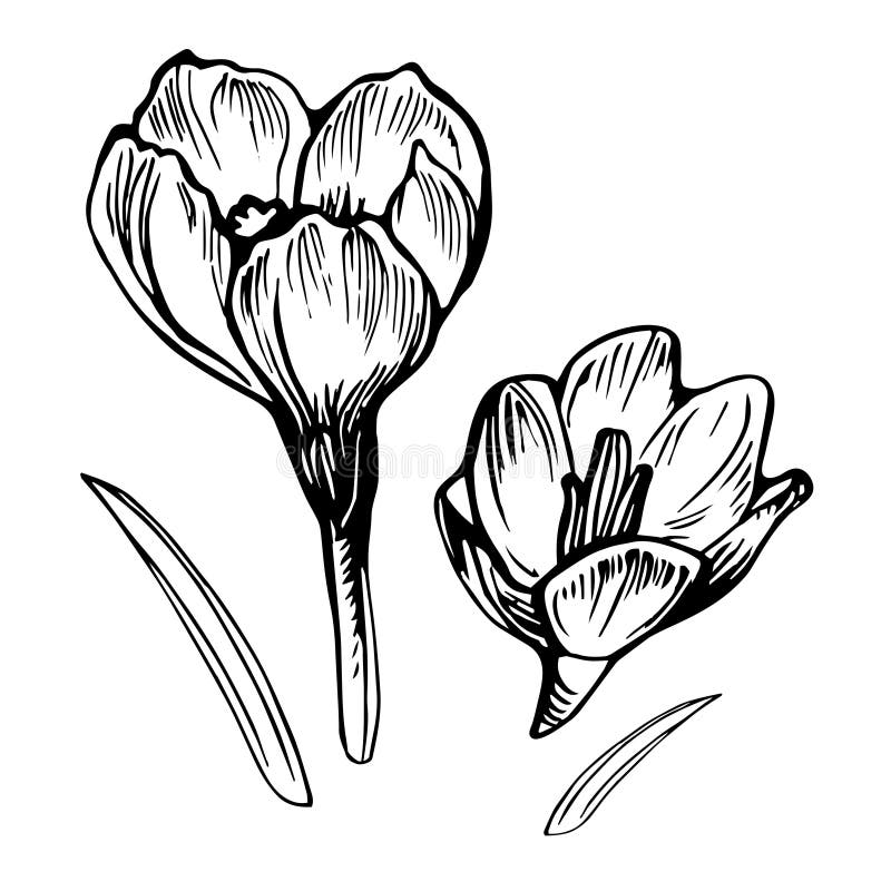 Spring Flowers of Crocus Design Element Drawn by Hand White Isolated ...