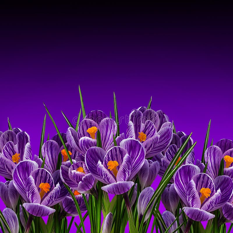 Spring flowers crocus stock photo. Image of season, petal - 88018480