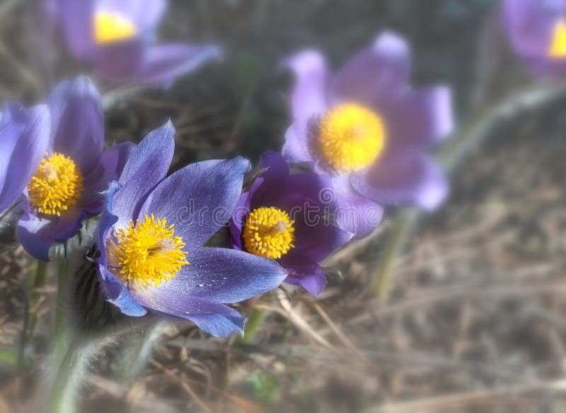 Spring Flowers Cutleaf Anemone Stock Image - Image of cutleaf, botany ...