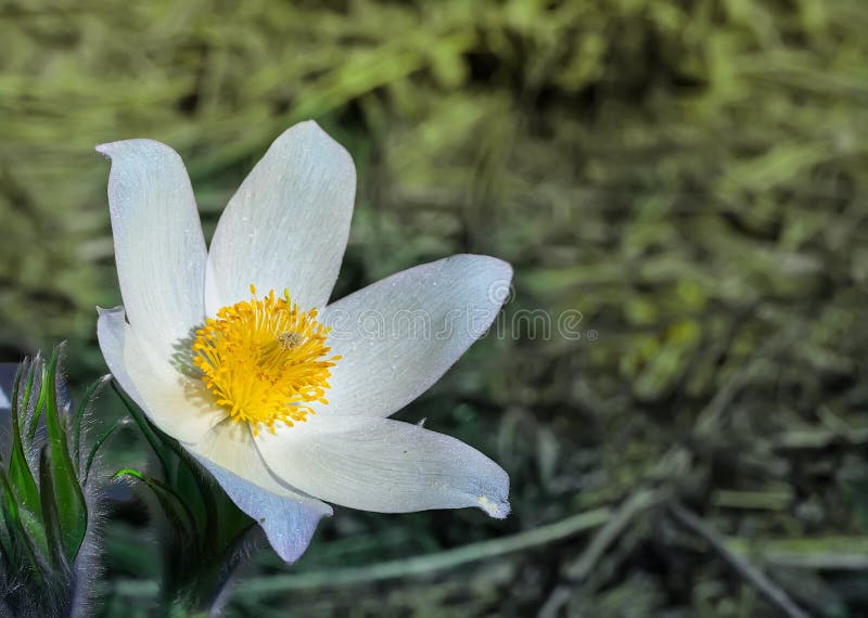 Spring Flowers Cutleaf Anemone Stock Photo - Image of pulsatilla ...