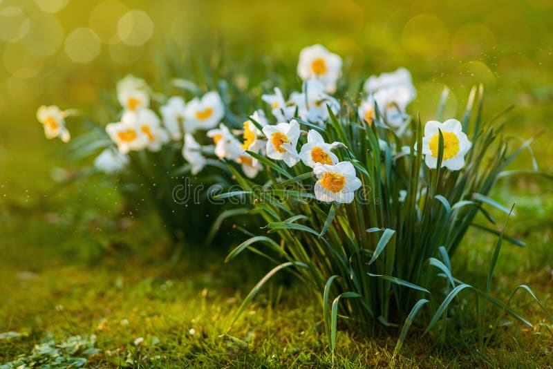 Spring Flowers. Daffodils. Blooming Daffodils in the Spring Glade Stock ...