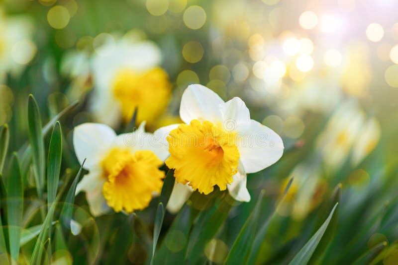 Spring Flowers. Daffodils. Blooming Daffodils in the Spring Glade Stock ...
