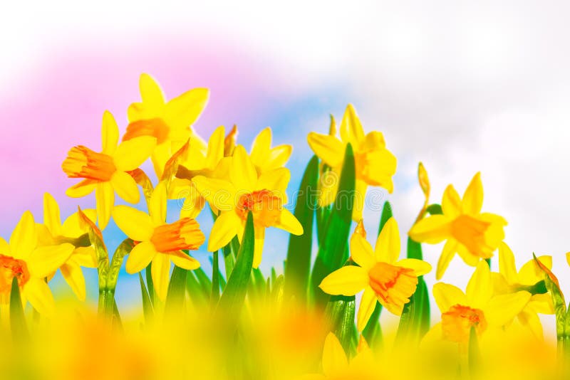 Spring Flowers of Daffodils. Bright and Colorful Flowers Stock Image ...