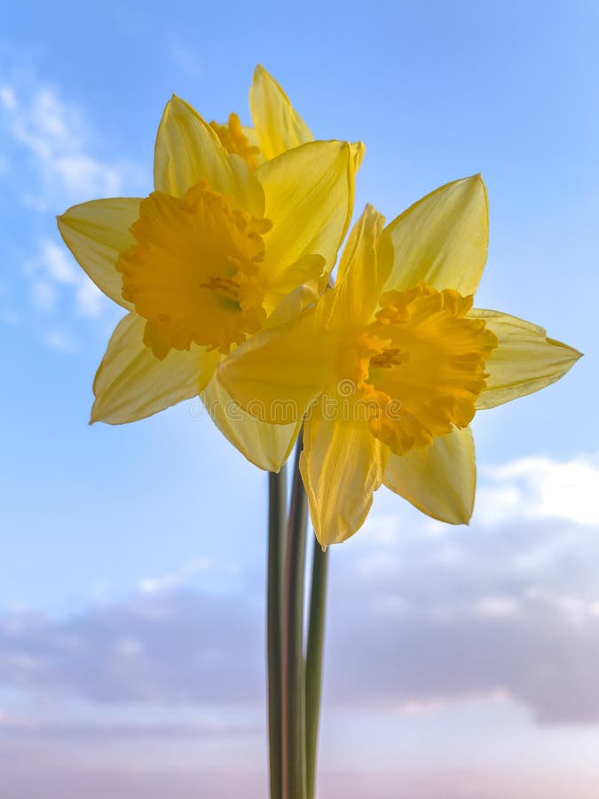 Spring Daffodil flowers stock photo. Image of growing - 214805806