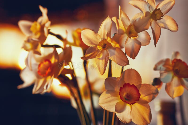 Spring Flowers Daffodils in the Golden Sunlight Stock Image - Image of ...
