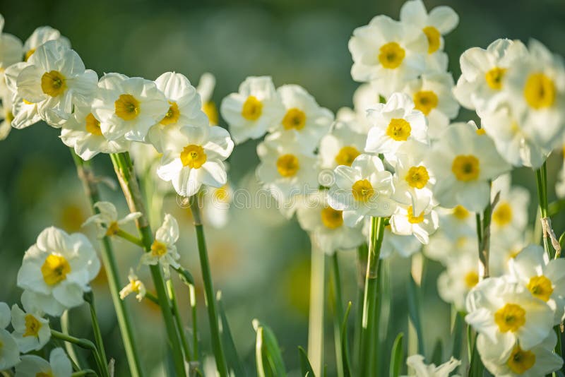 Spring Flowers Daffodils in the Meadow. Stock Image - Image of plant ...