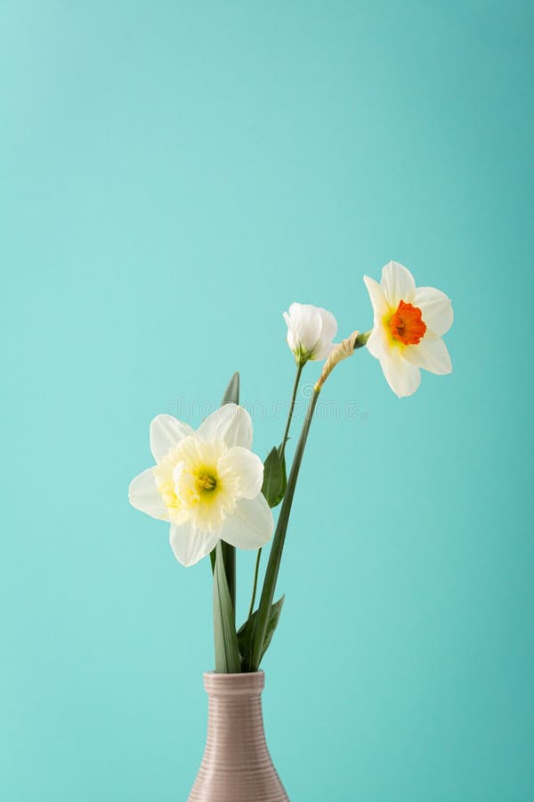 Spring Flowers Daffodils on Mint Background Stock Photo - Image of view ...