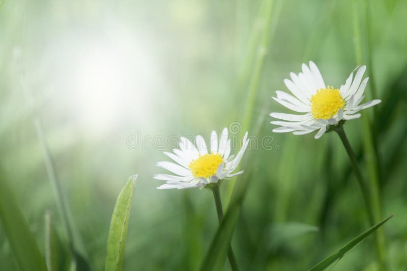 Daisies on a Sunny Lawn with Copy Space Stock Photo - Image of grow ...