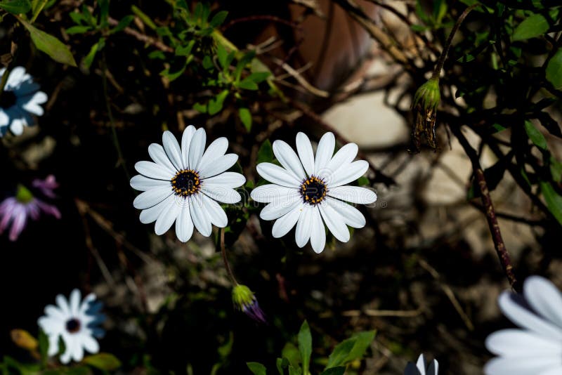 Spring flowers, daisies stock photo. Image of isolated - 178891616