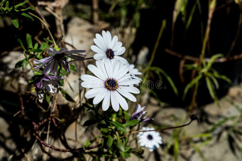 Spring flowers, daisies stock photo. Image of blossom - 178891834