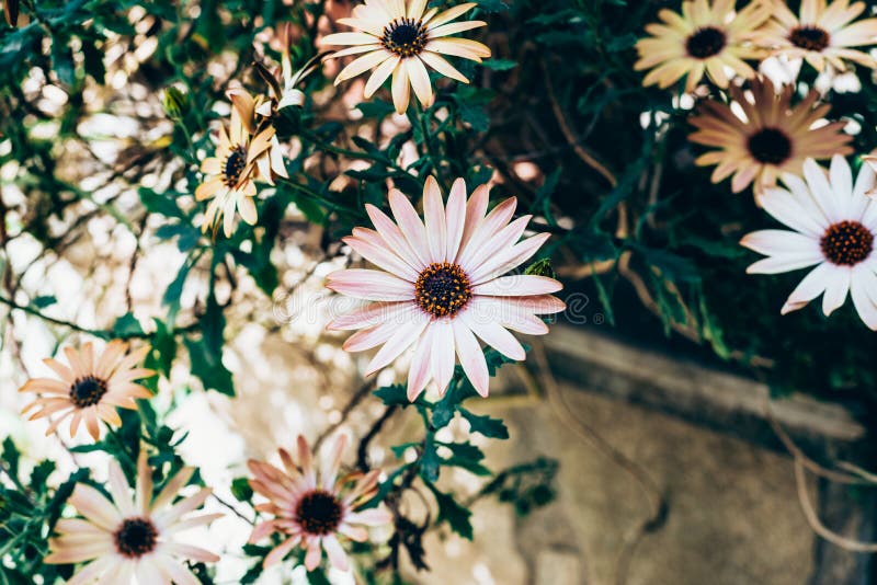 Spring flowers, daisies stock photo. Image of flowers - 178892380