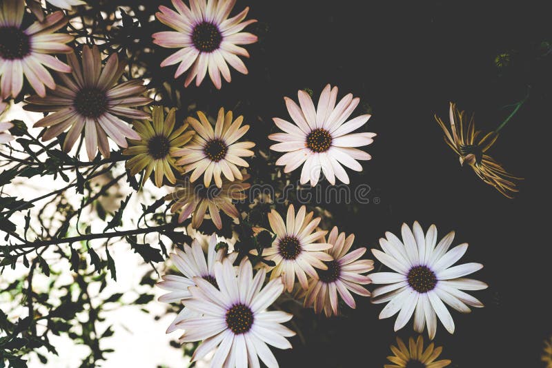 Spring flowers, daisies stock photo. Image of blue, beauty - 178892610