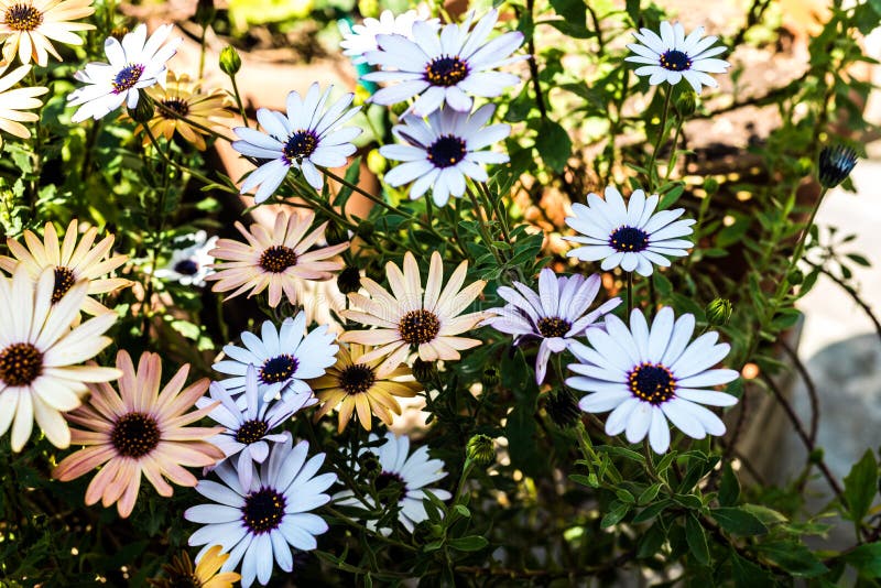 Spring flowers, daisies stock image. Image of bunch - 178892613