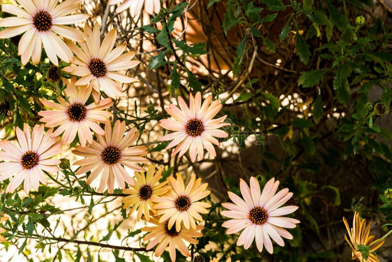 Spring flowers, daisies stock photo. Image of bunch - 178892756