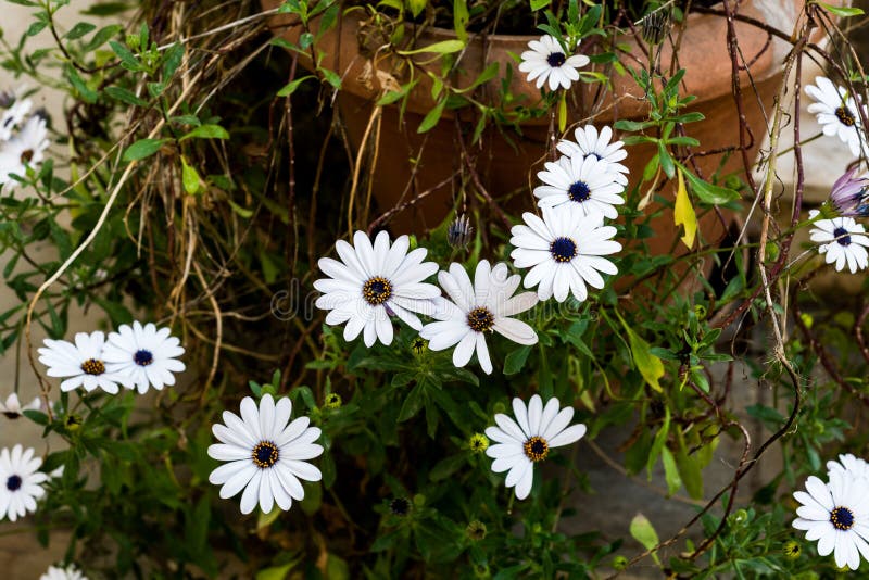 Spring flowers, daisies stock image. Image of botany - 178892797