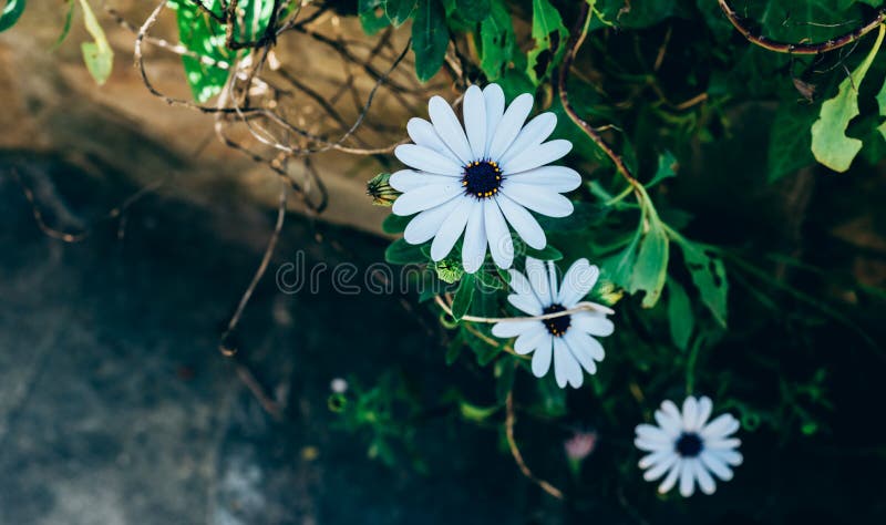 Spring flowers, daisies stock photo. Image of card, closeup - 178892964