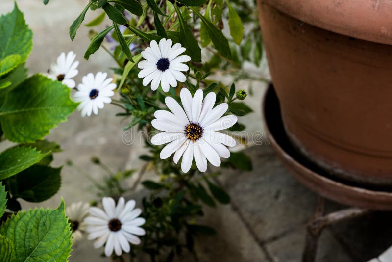 Spring flowers, daisies stock image. Image of bright - 178893605