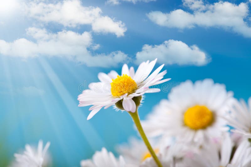 Spring flowers - daisy stock image. Image of daisy, beam - 19563929
