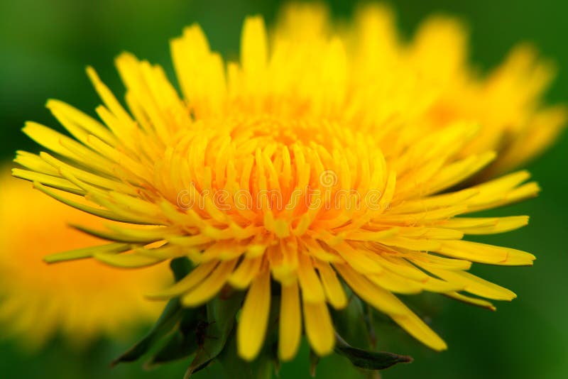 Spring Flowers dandelion stock photo. Image of meadow - 28880278