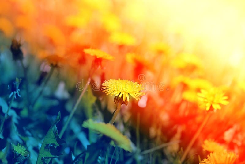 Spring flowers dandelion stock image. Image of field - 90741141