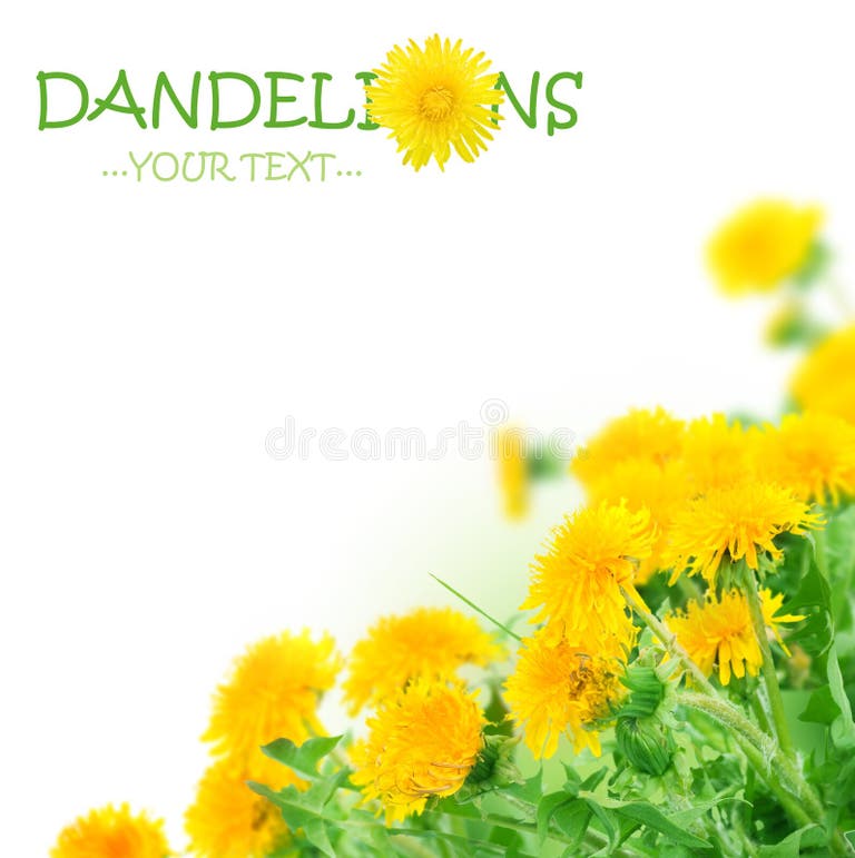 Spring Flowers.Dandelions stock image. Image of beauty - 12283353
