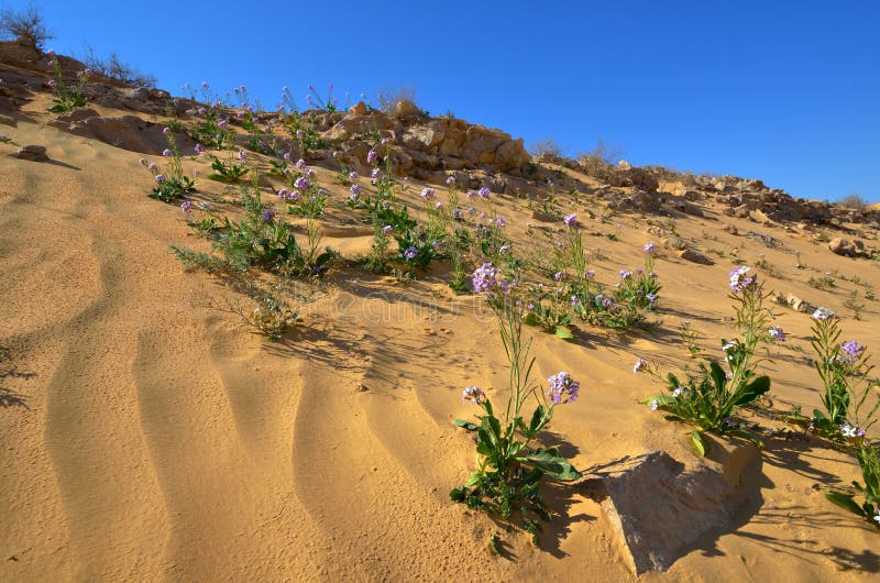 Spring Flowers in the Desert Stock Image - Image of flowers, badlands ...