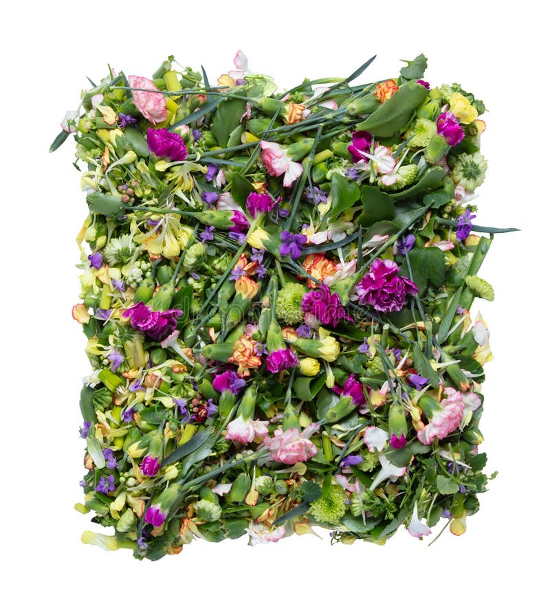 Spring Flowers Design Element Isolated on White Backdrop Stock Image ...