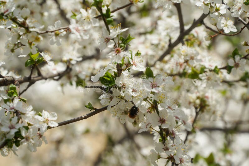 Spring Flowers. Detail of Spring Flowers on a Sunny Day. Stock Photo ...