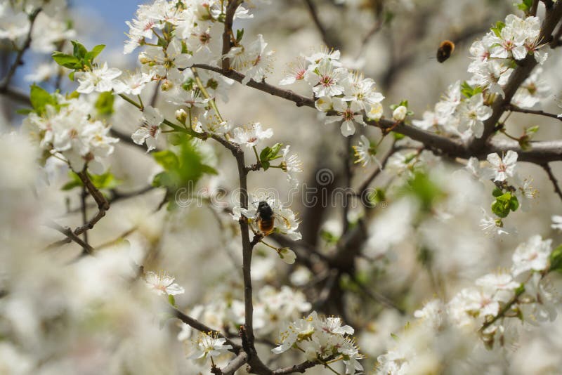 Spring Flowers. Detail of Spring Flowers on a Sunny Day. Stock Photo ...