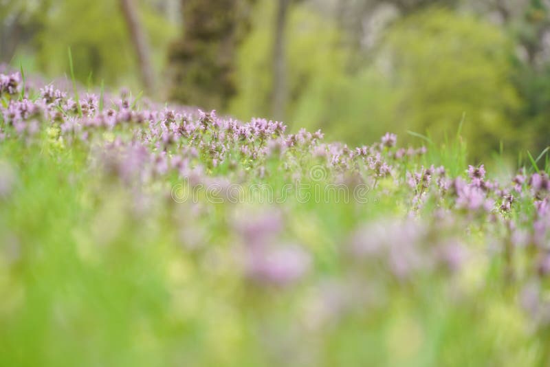 Spring Flowers. Detail of Spring Flowers on a Sunny Day. Stock Photo ...