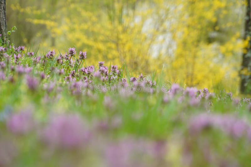 Spring Flowers. Detail of Spring Flowers on a Sunny Day. Stock Photo ...