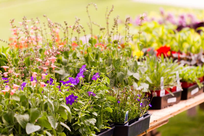 Spring flowers stock photo. Image of crate, container - 283672970