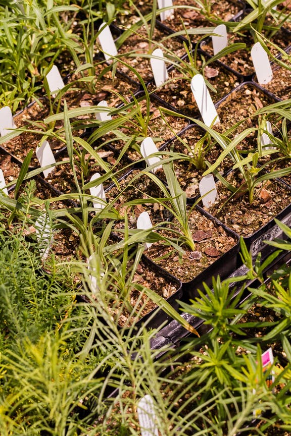 Spring flowers stock image. Image of spring, nursery - 289460093