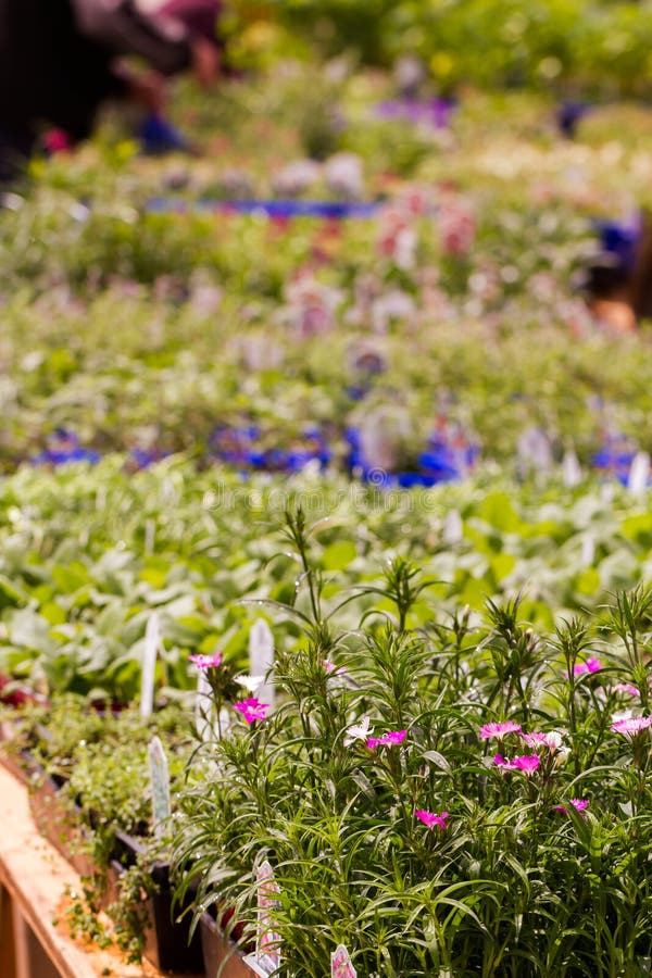 Spring flowers stock photo. Image of store, blooming - 289574752