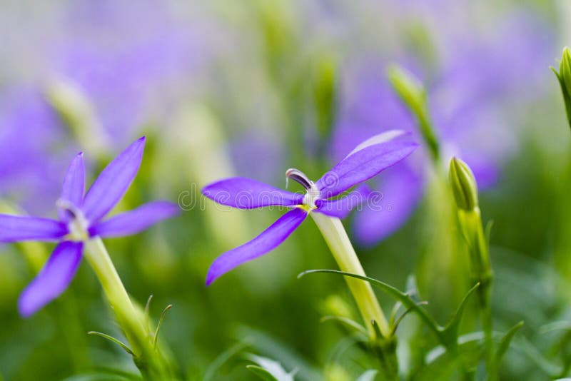 Spring flowers stock image. Image of leaf, blooming - 289997723