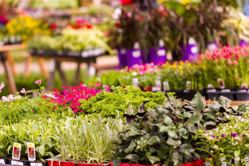 Spring flowers stock image. Image of floral, nursery - 290247567