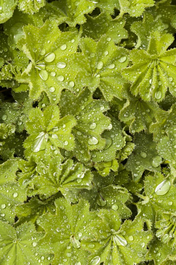 Spring flowers stock photo. Image of nursery, flower - 30914626