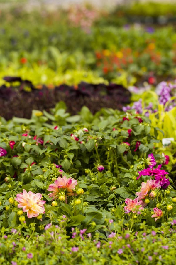 Spring flowers stock image. Image of green, plant, sell - 30914943