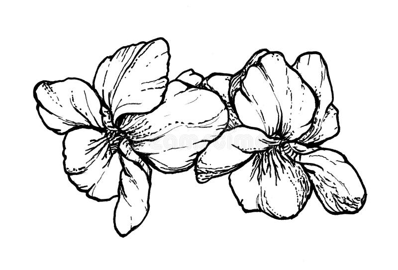Spring Flowers Drawing with Line Art on White Background Stock ...