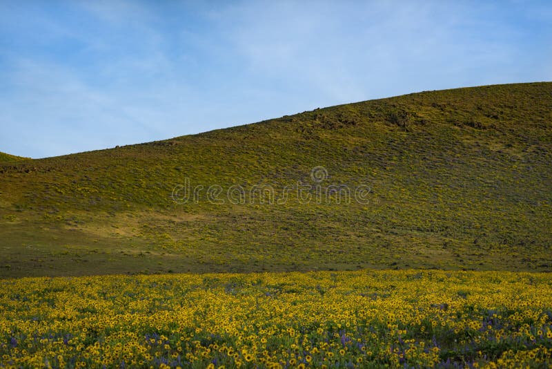 Spring farm fields stock photo. Image of pacific, farmland - 14073148