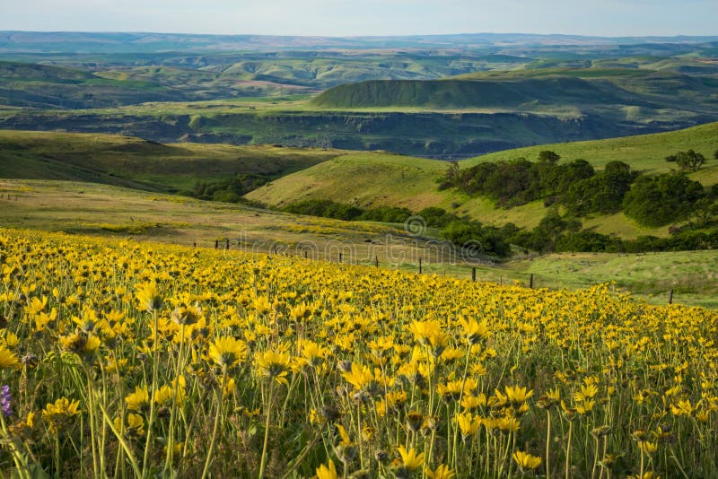 Spring Flowers in Eastern Oregon Stock Photo - Image of nature, oregon ...