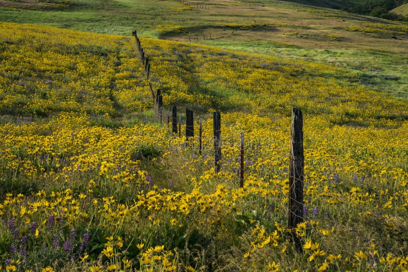 Spring Flowers in Eastern Oregon Stock Image - Image of state, hills ...