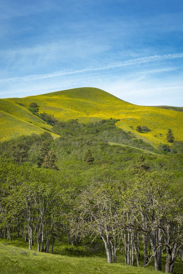 Spring Flowers in Eastern Oregon Stock Photo - Image of ranch, river ...